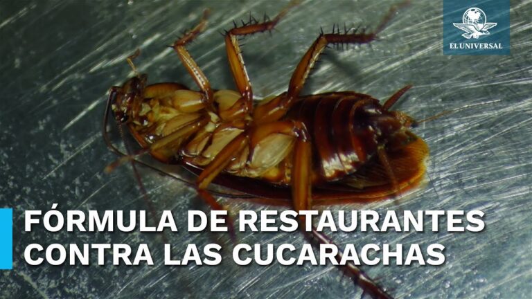 10 Remedios Caseros y Efectivos para Eliminar Cucarachas en Casa - almabellezaysalud.es - Blog ...