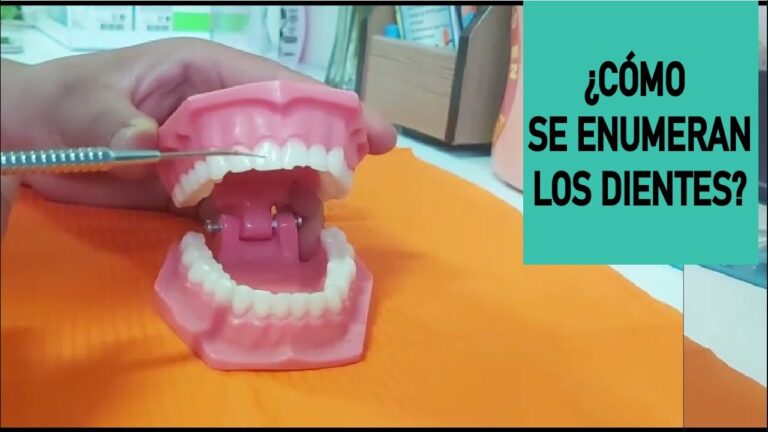 Guía Completa sobre la Numeración de los Dientes en la Boca: Todo lo ...