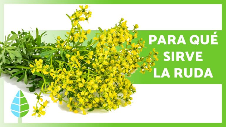 Aprende Cómo Utilizar y Preparar la Ruda para Aprovechar sus ...